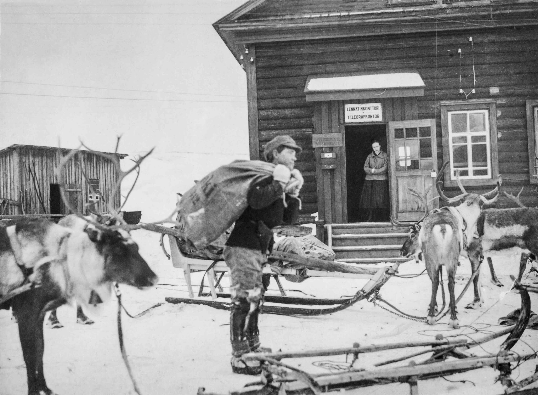Reindeer in a nutshell - StayLapland