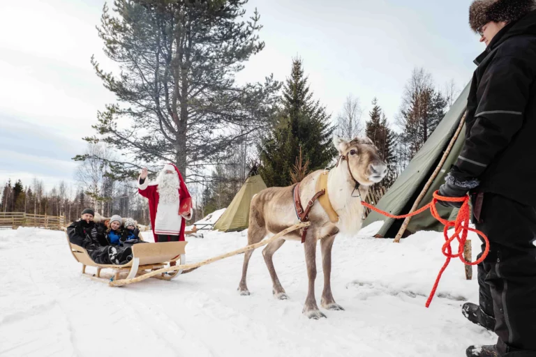 Reindeer in a nutshell - StayLapland