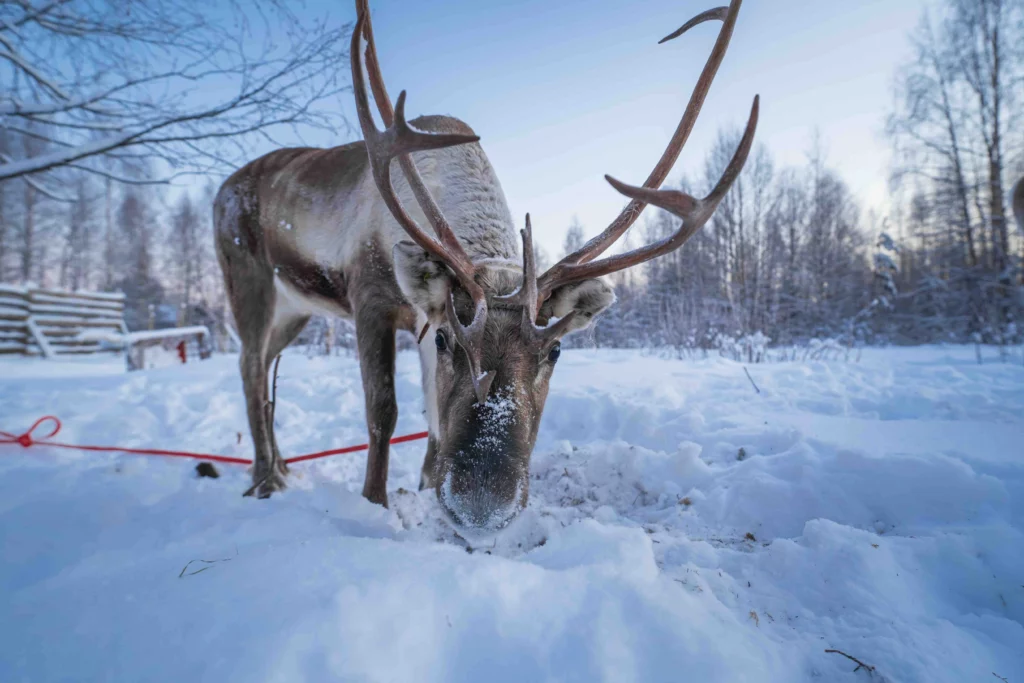 Ice Fishing with Reindeer - StayLapland