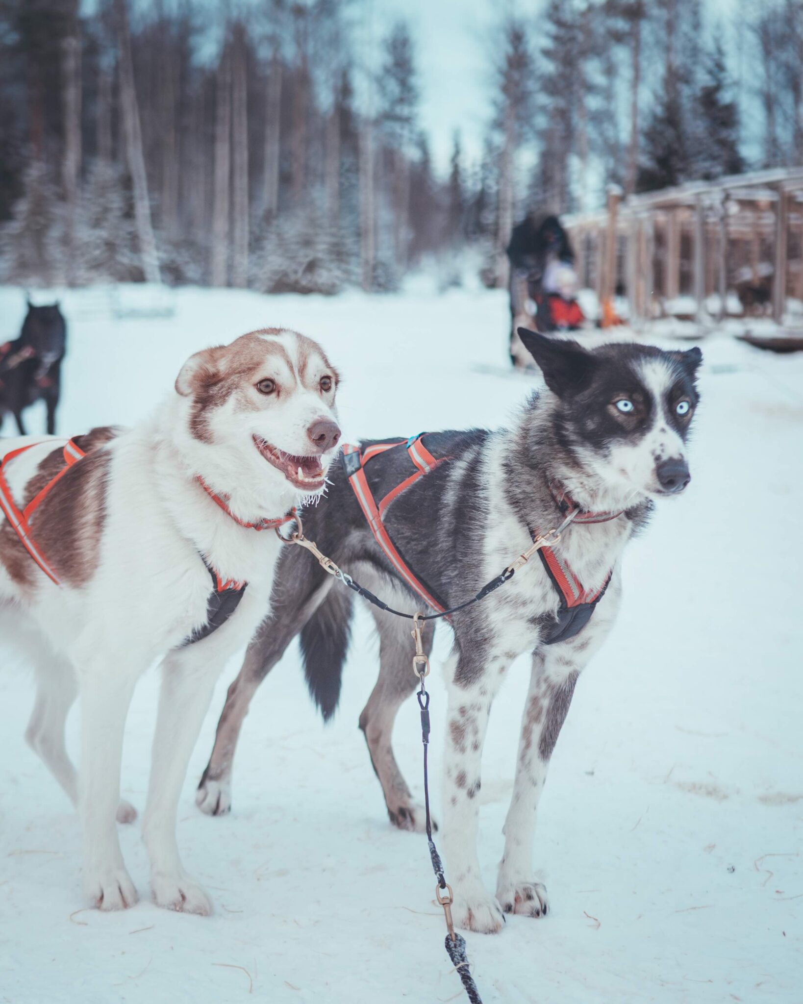 Husky Activities in Rovaniemi - StayLapland