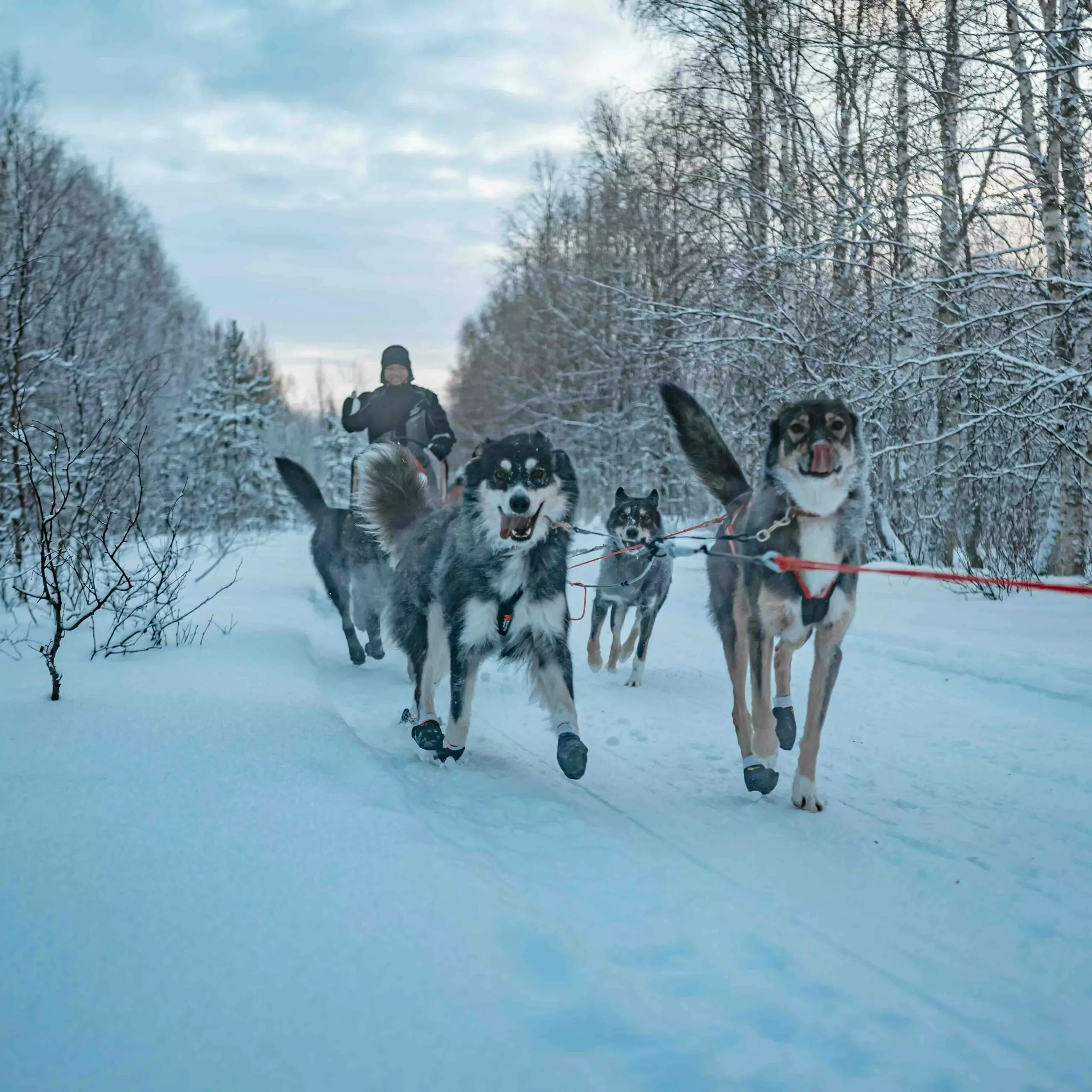 Lapland Bucketlist Adventure with Huskies, Reindeer & Snowmobiles ...