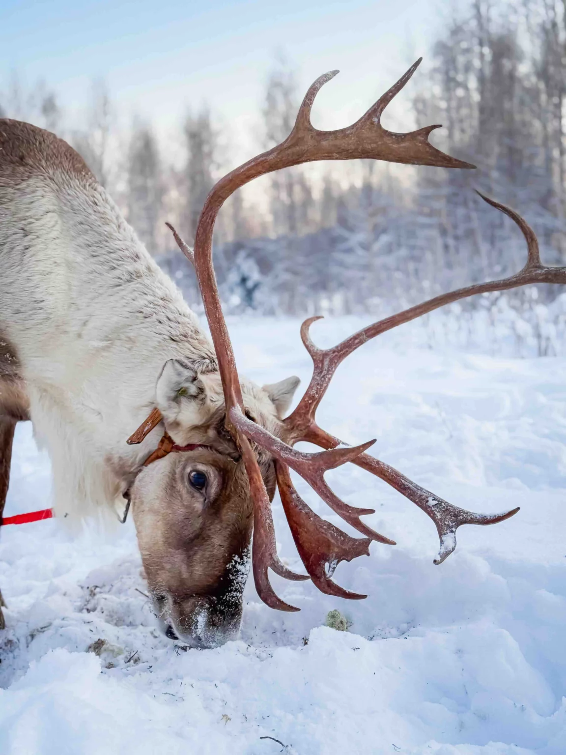 History of Kuoksa Reindeer Stories - StayLapland