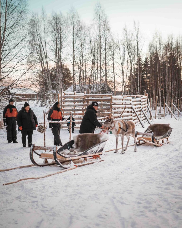 Reindeer in a nutshell - StayLapland